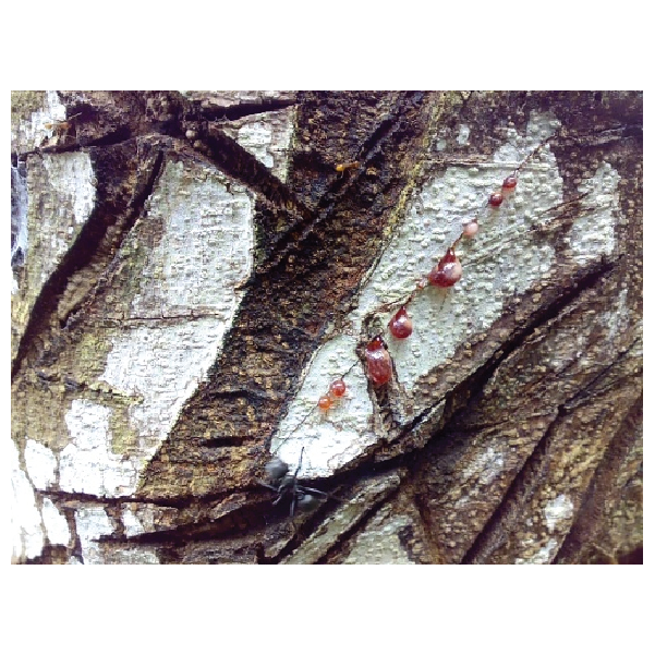 Dragon's Blood (Croton lechleri) Resin, chunks | Urban Renewals